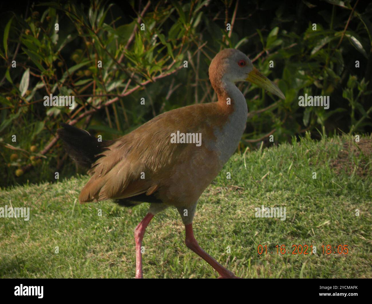 Giant Wood-Rail (Aramides ypecaha) Aves Stock Photo - Alamy