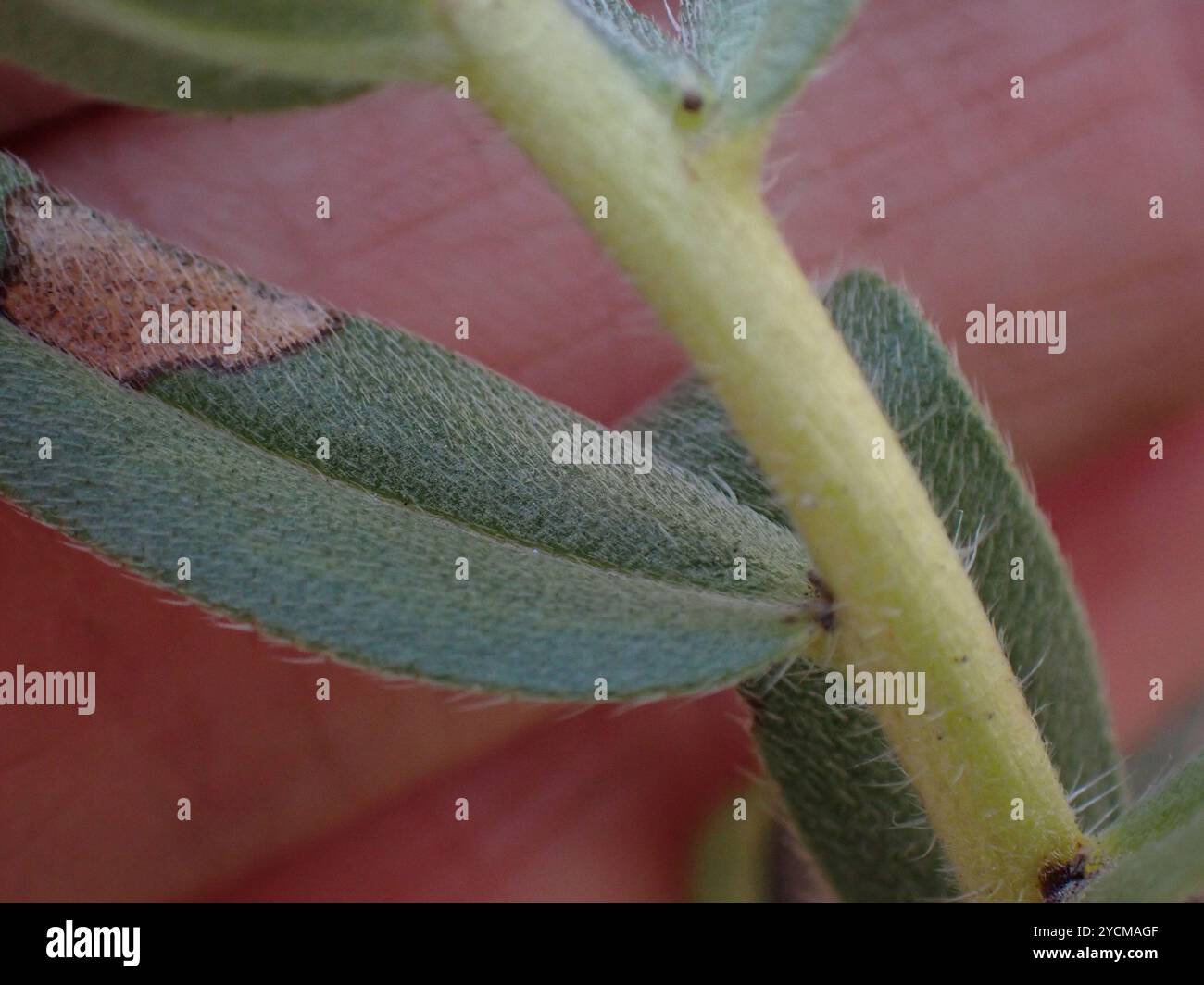 stoneseeds, puccoons, and gromwells (Lithospermum) Plantae Stock Photo ...