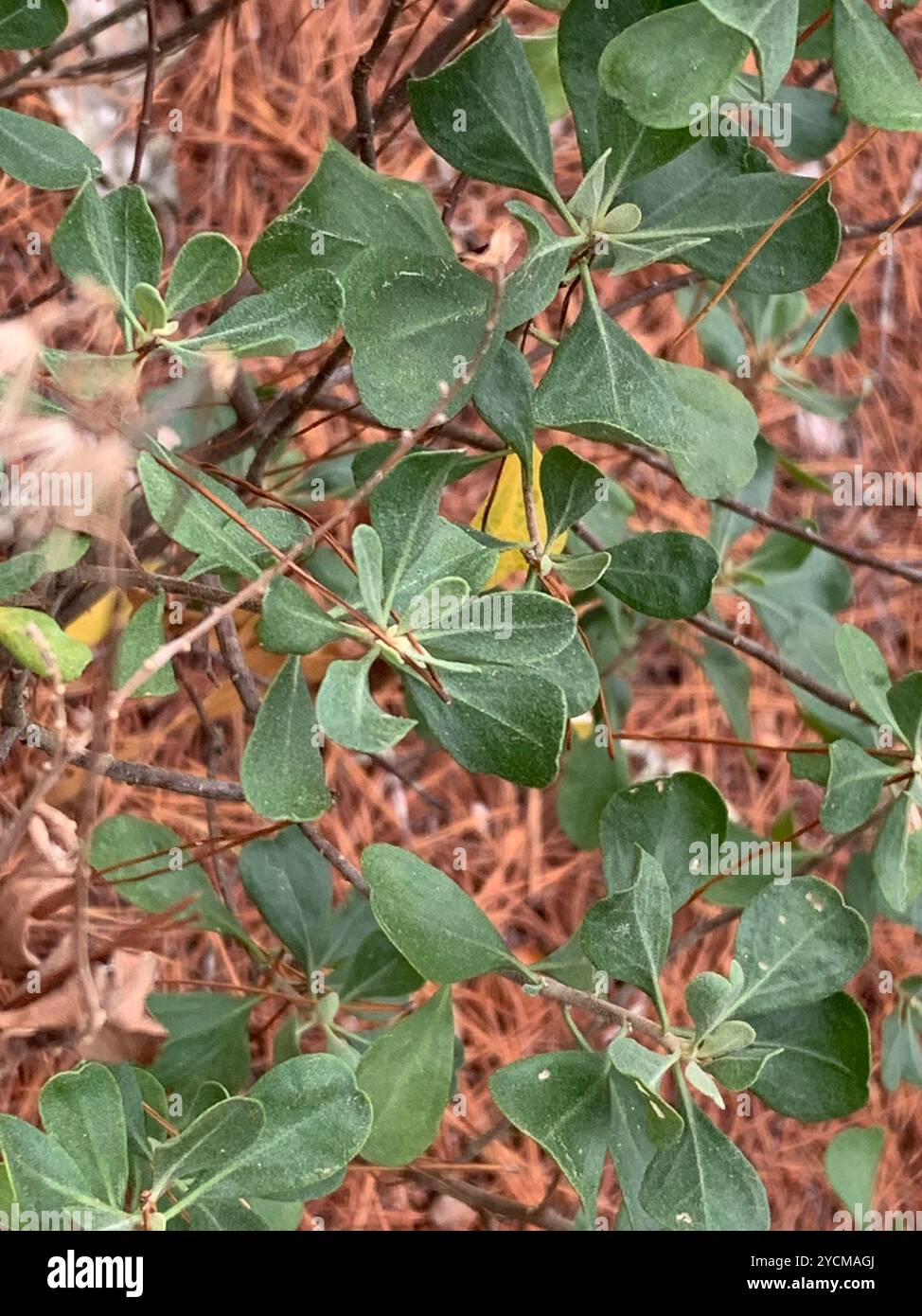 Garberia heterophylla hi-res stock photography and images - Alamy