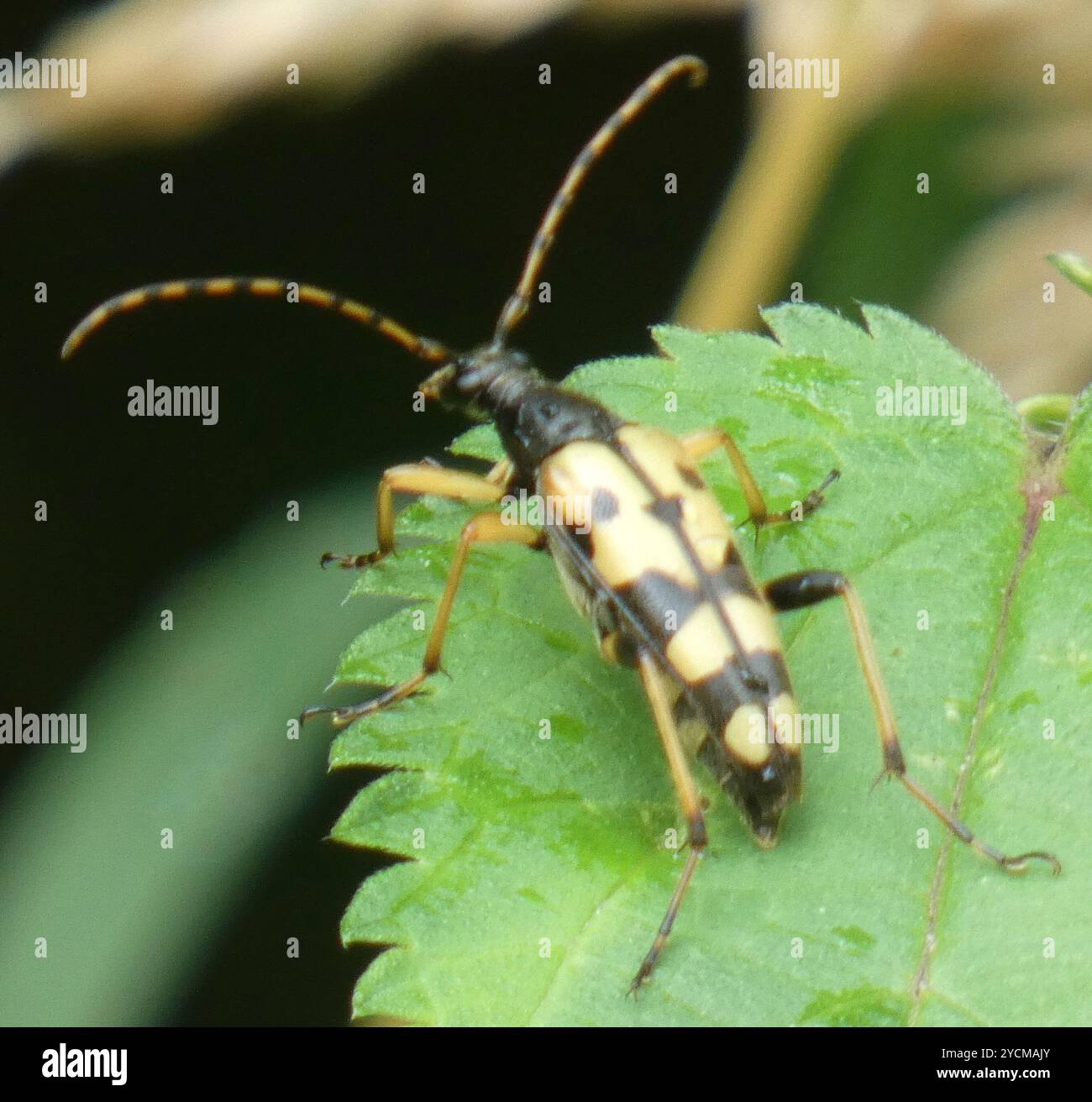 Spotted Longhorn Beetle (Rutpela maculata) Insecta Stock Photo - Alamy