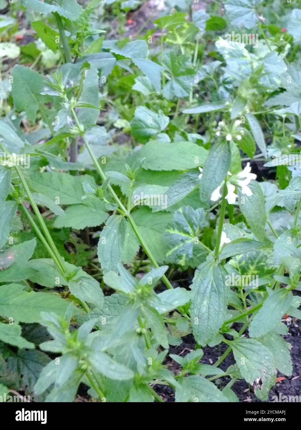 Annual Yellow-woundwort (Stachys annua) Plantae Stock Photo - Alamy