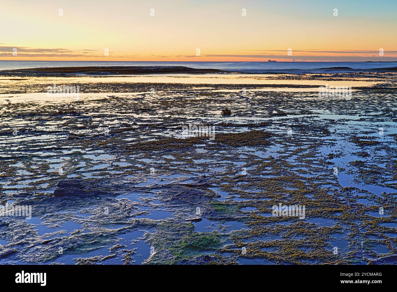Marine algae australia hi-res stock photography and images - Alamy