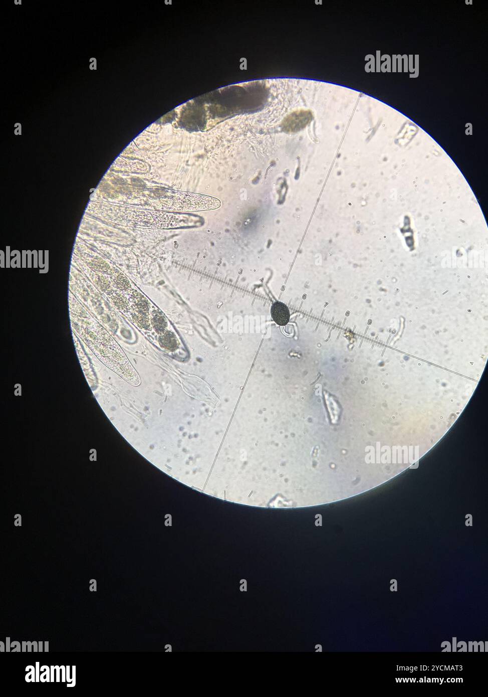 Podospora anserina hi-res stock photography and images - Alamy