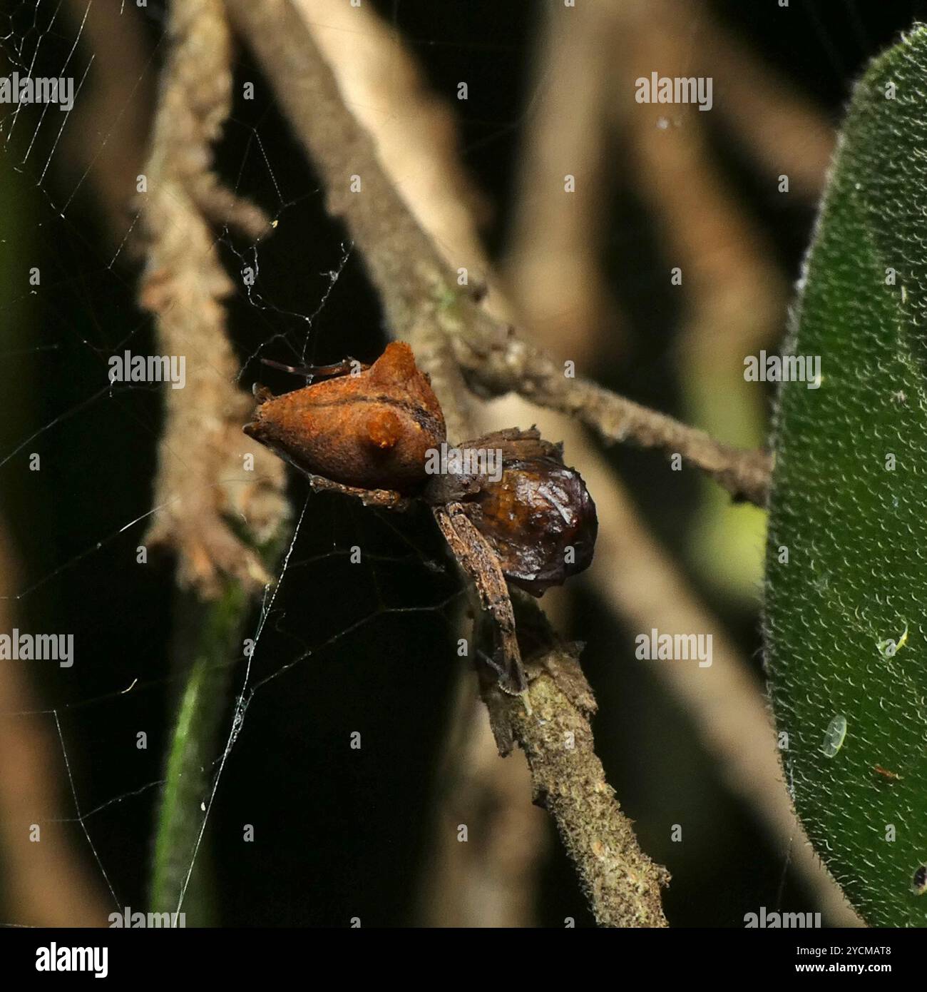Feather-legged Spiders (Uloborus) Arachnida Stock Photo - Alamy