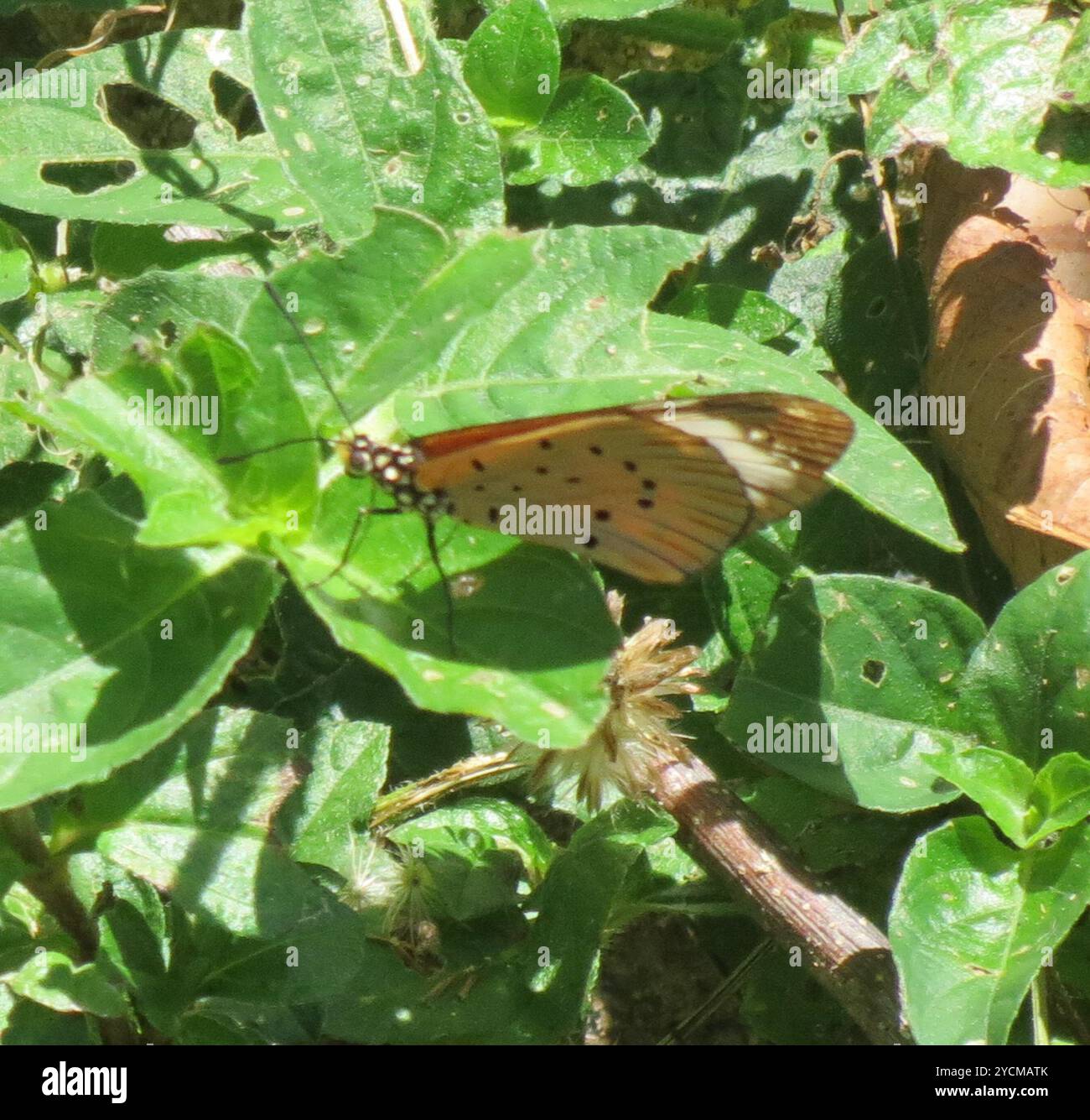 Common Mimic Acraea (Telchinia encedon encedon) Insecta Stock Photo - Alamy