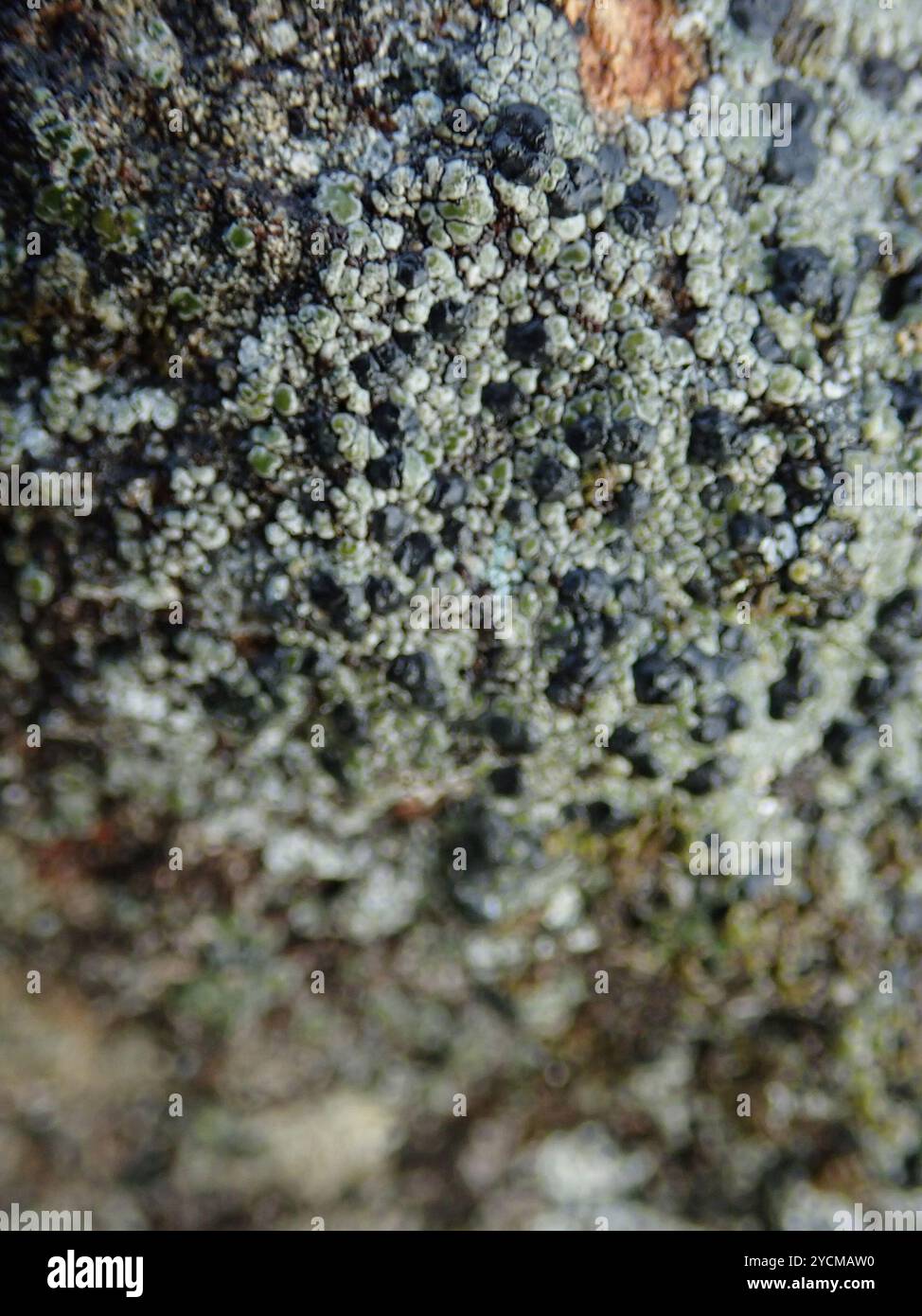 common lichens (Lecanoromycetes) Fungi Stock Photo - Alamy