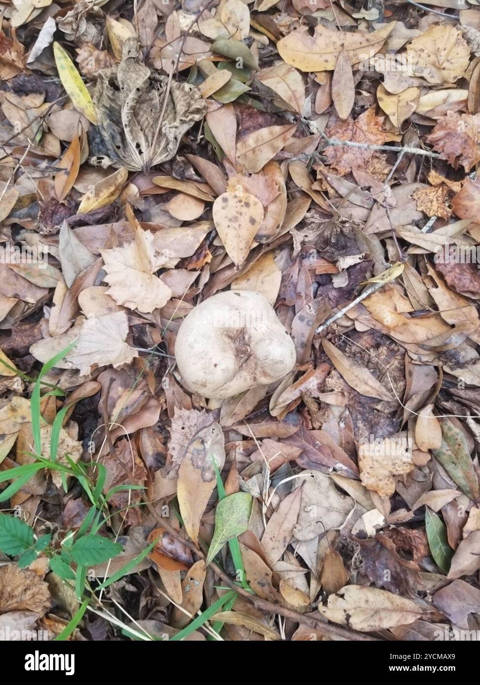 air potato (Dioscorea bulbifera) Plantae Stock Photo - Alamy