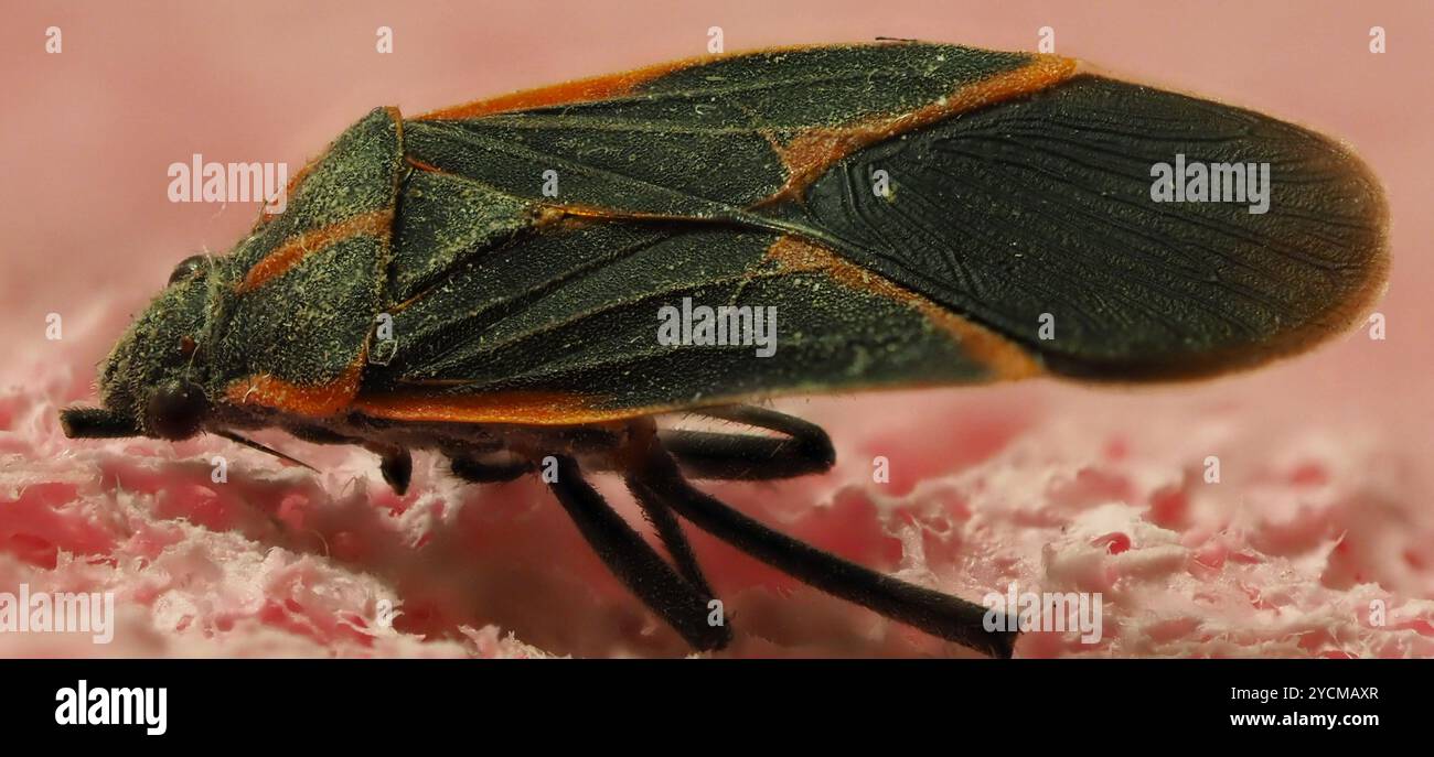Eastern Boxelder Bug (Boisea trivittata) Insecta Stock Photo - Alamy