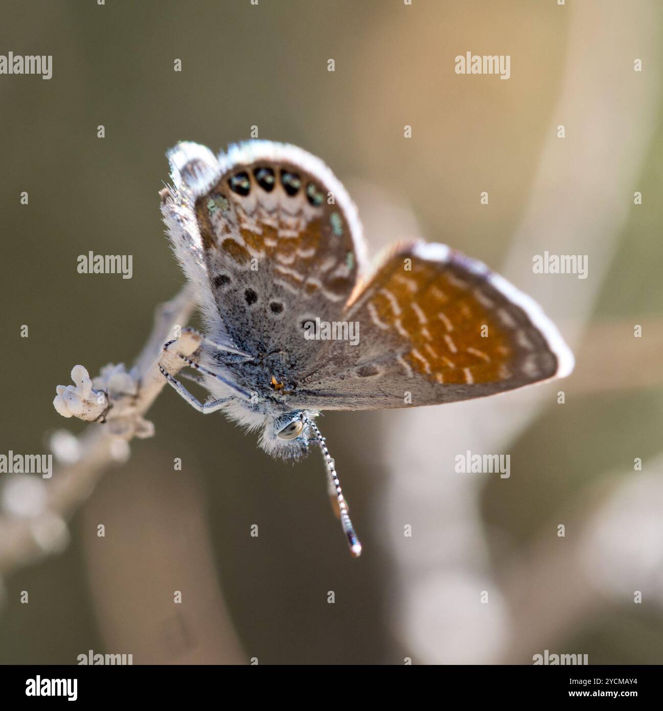 Western Pygmy-Blue (Brephidium exilis) Insecta Stock Photo - Alamy
