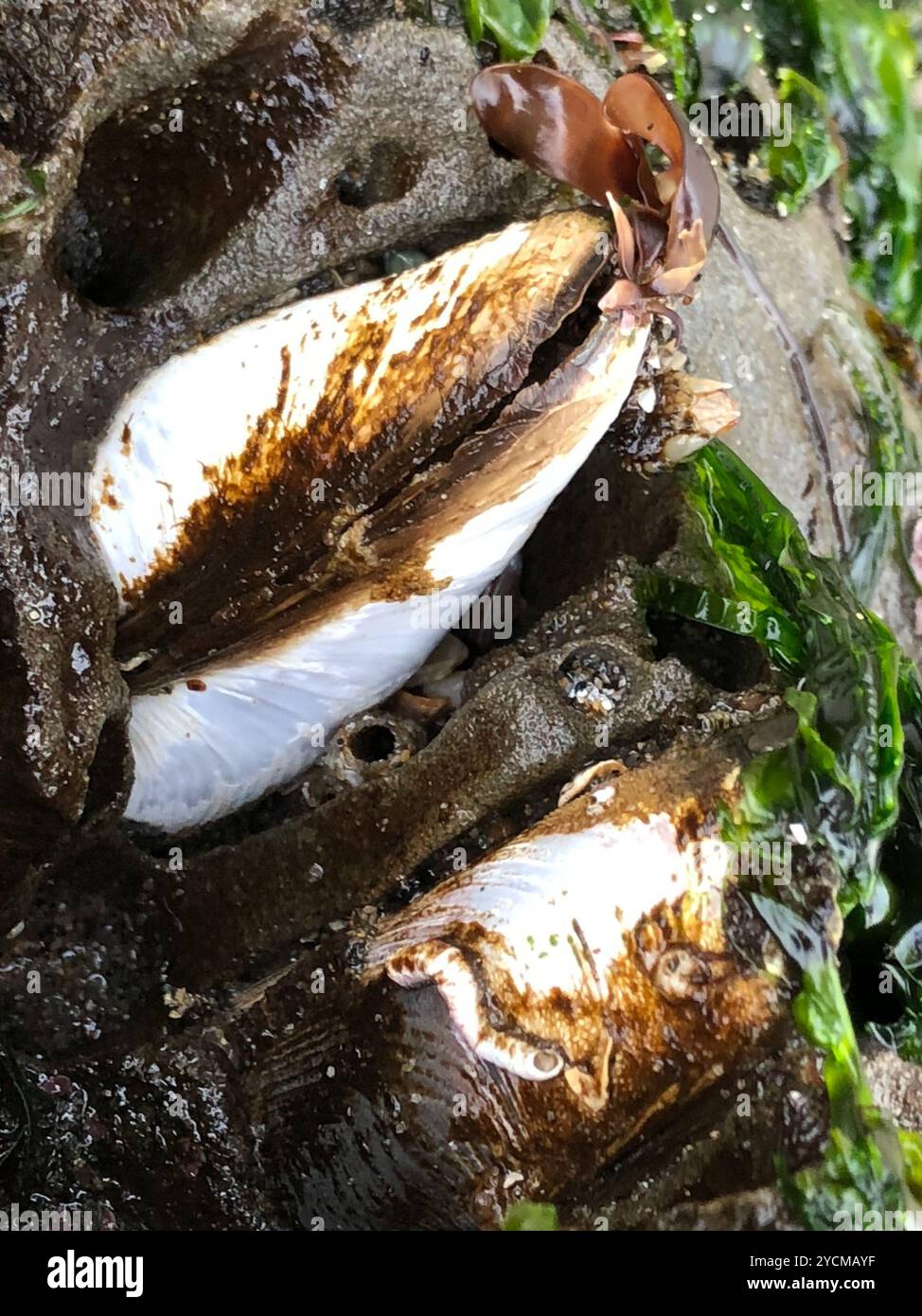 Piddocks and Angelwings (Pholadidae) Mollusca Stock Photo - Alamy