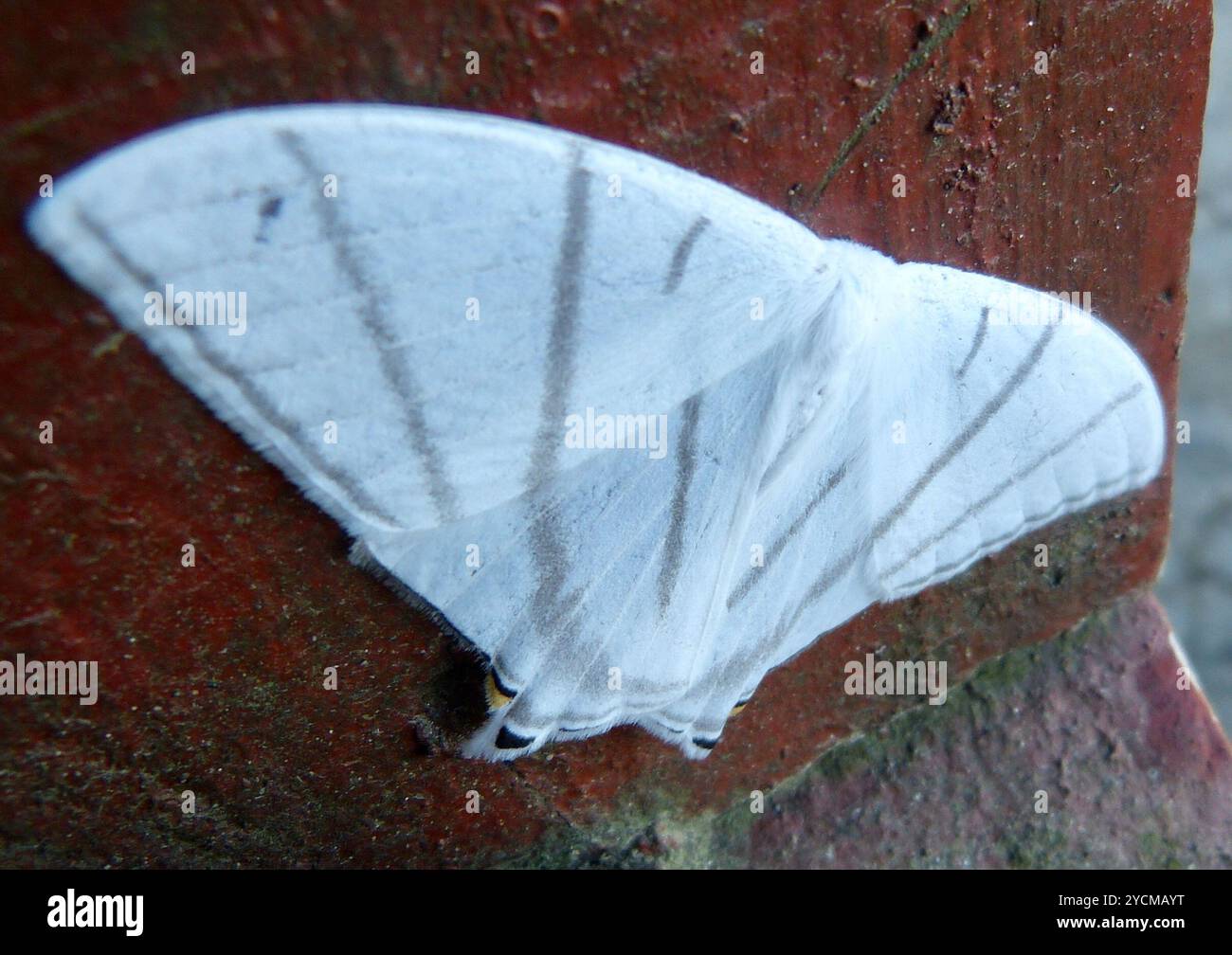 Transversaria hi-res stock photography and images - Alamy