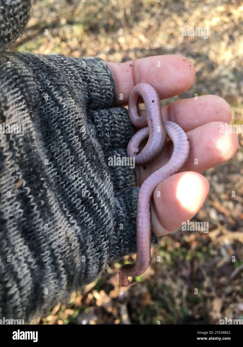 Eastern Worm Snake (Carphophis amoenus) Reptilia Stock Photo - Alamy
