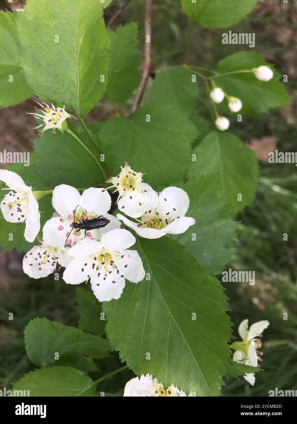 Downy Long-horned Beetle (Anoplodera pubera) Insecta Stock Photo - Alamy