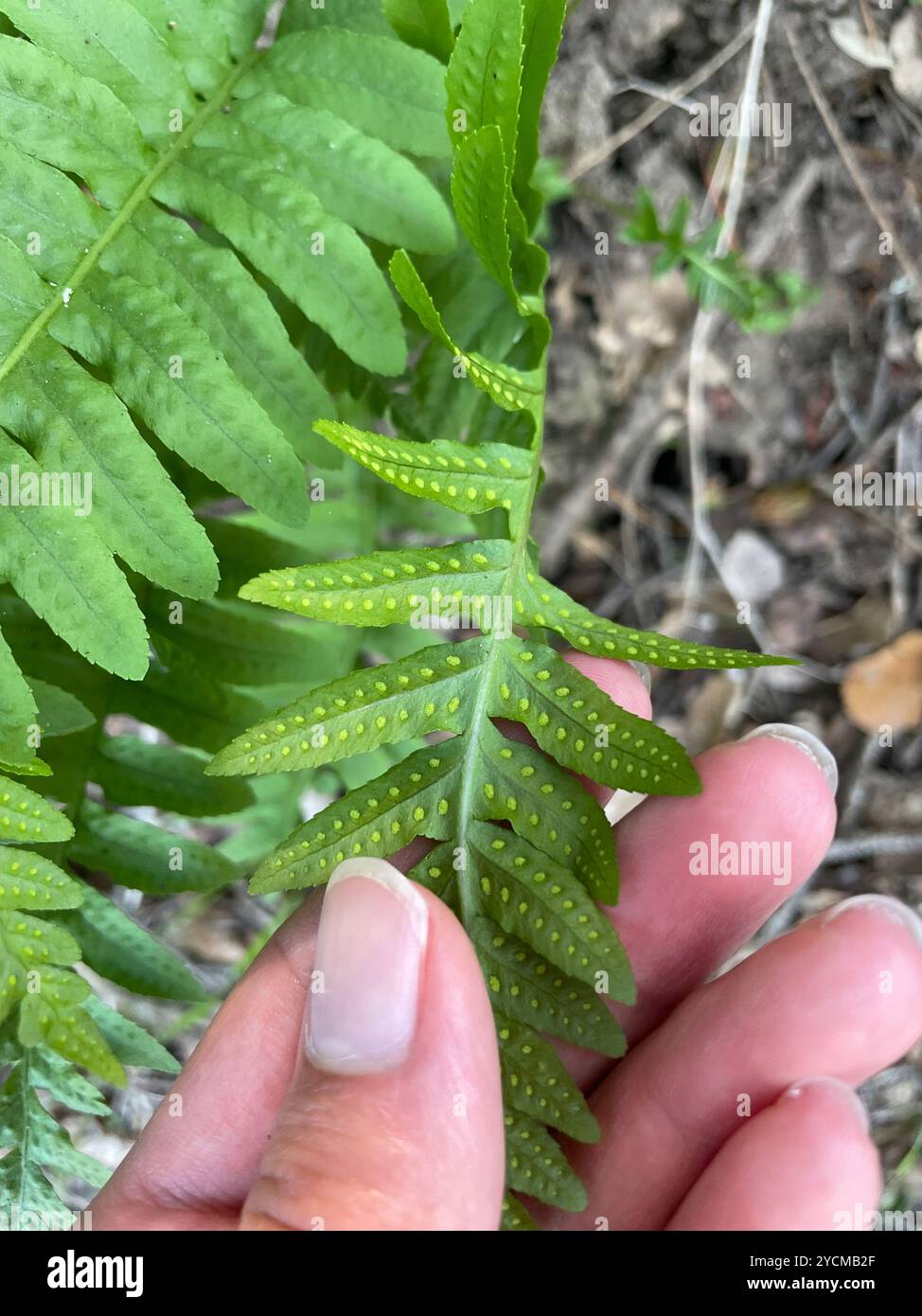 polypody ferns (Polypodium) Plantae Stock Photo - Alamy