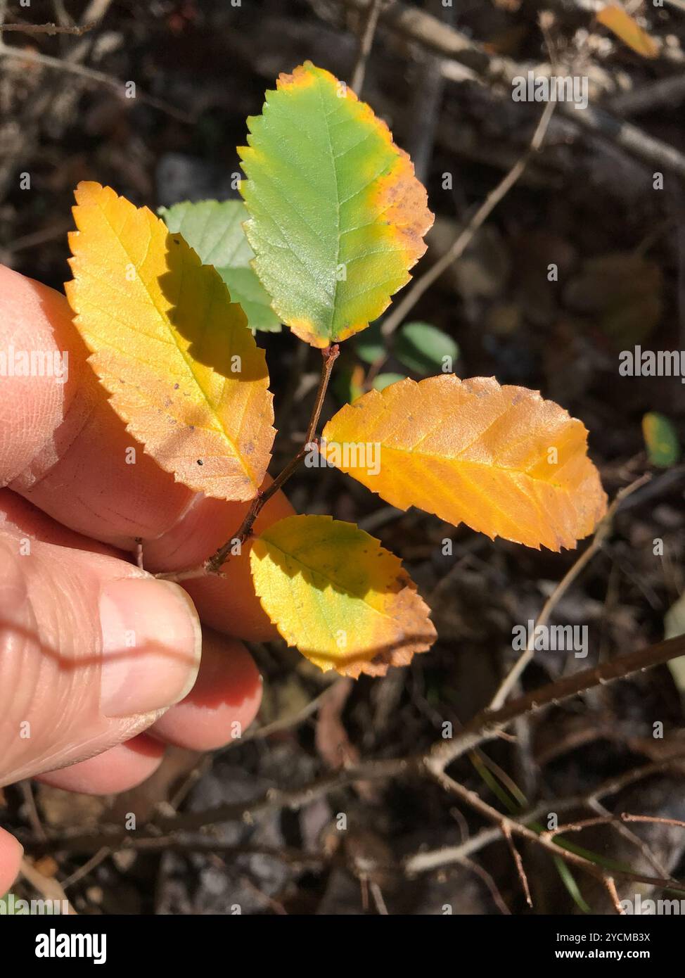 Cedar Elm (Ulmus crassifolia) Plantae Stock Photo - Alamy