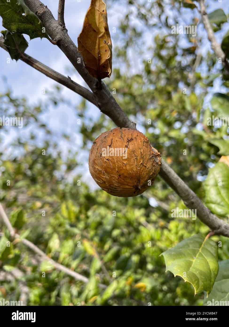 Live Oak Apple Gall Wasp (Amphibolips quercuspomiformis) Insecta Stock ...