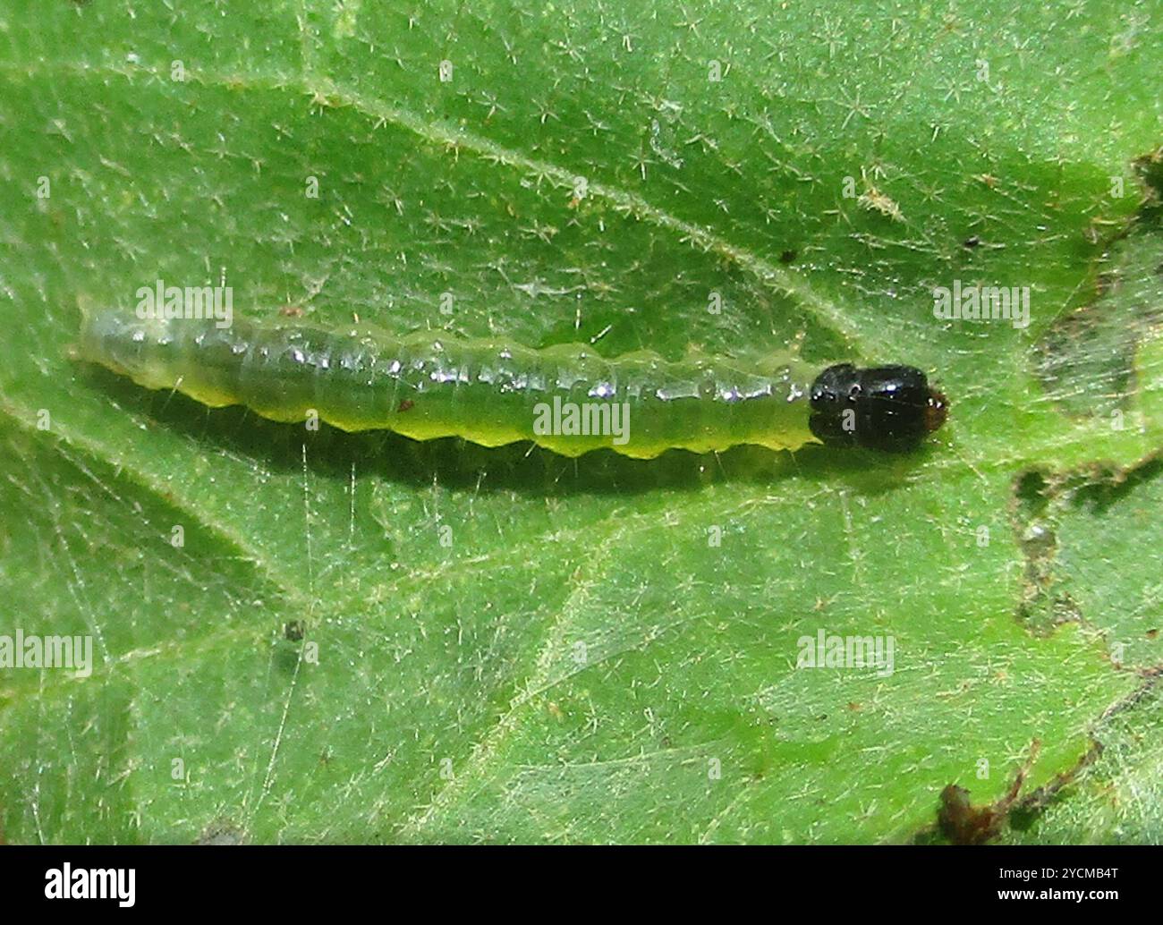 Cotton Leaf Roller (Haritalodes derogata) Insecta Stock Photo - Alamy