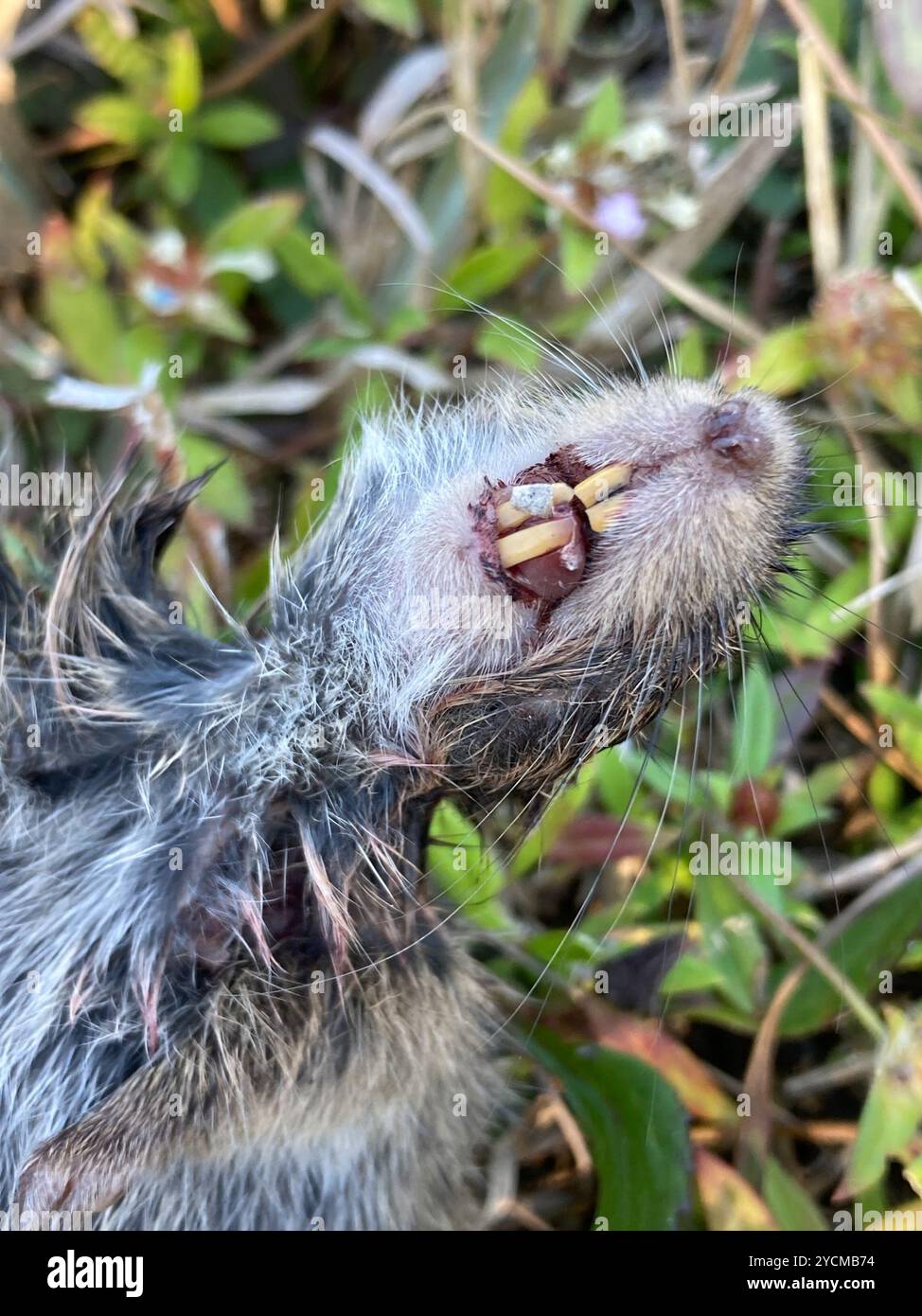 Hispid Cotton Rat (Sigmodon hispidus) Mammalia Stock Photo - Alamy