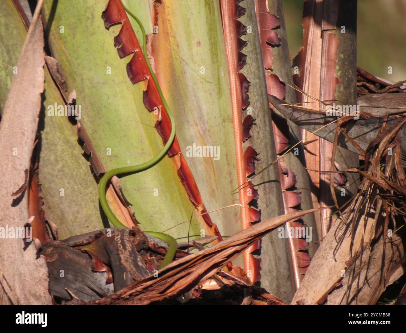 Spotted Bush Snake (Philothamnus semivariegatus) Reptilia Stock Photo ...