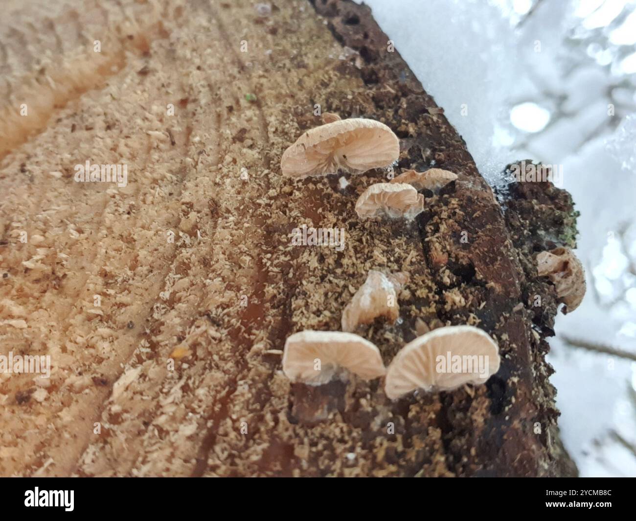 Luminescent Panellus (Panellus stipticus) Fungi Stock Photo - Alamy