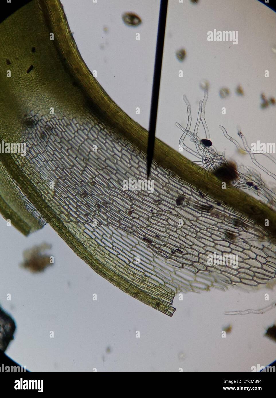 Sand-hill Screw-moss (Syntrichia ruraliformis) Plantae Stock Photo - Alamy