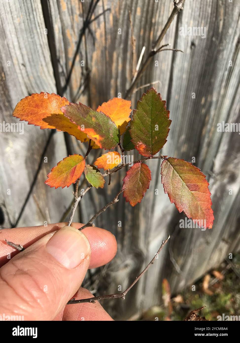 Cedar Elm (Ulmus crassifolia) Plantae Stock Photo - Alamy