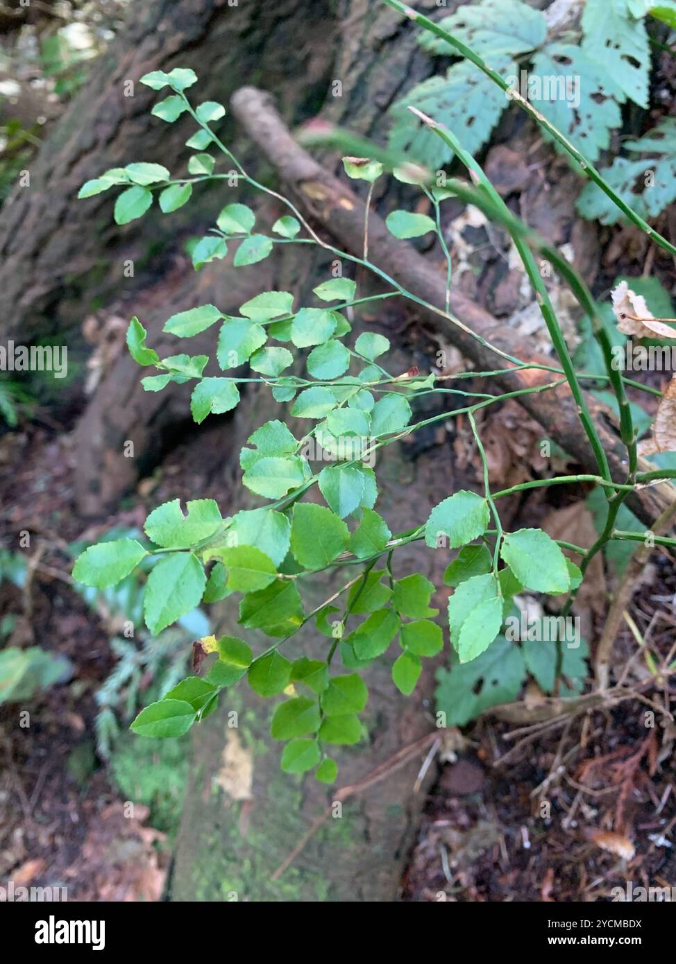 Red Huckleberry (Vaccinium parvifolium) Plantae Stock Photo - Alamy