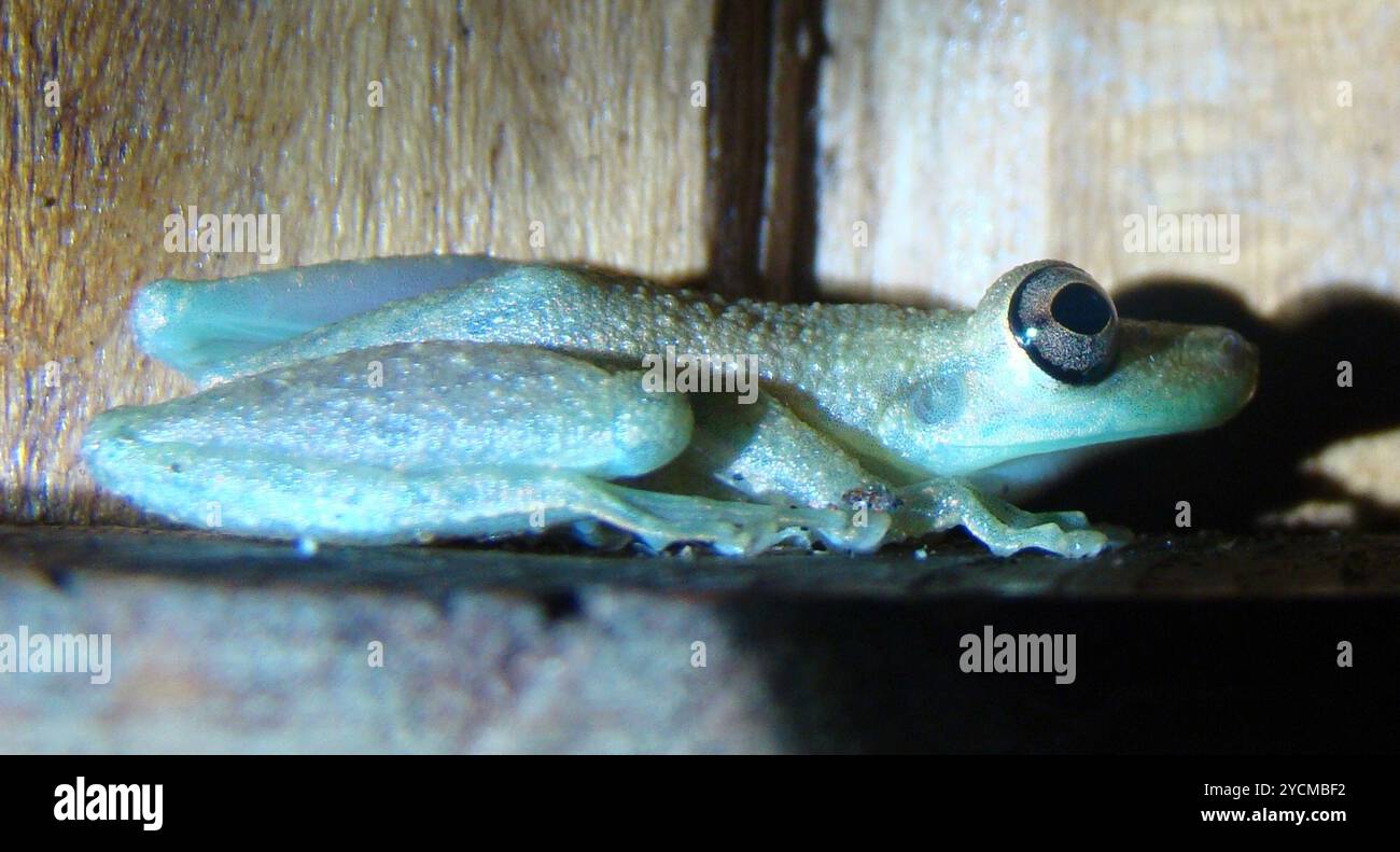 Olive Snouted Tree Frog (Scinax elaeochroa) Amphibia Stock Photo - Alamy