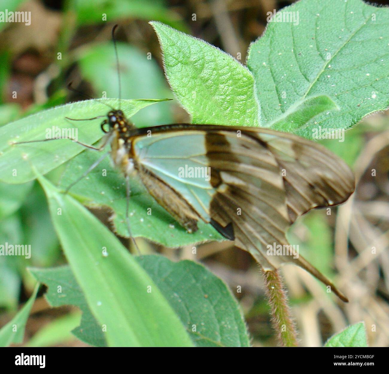 Papilio phorcas hi-res stock photography and images - Alamy