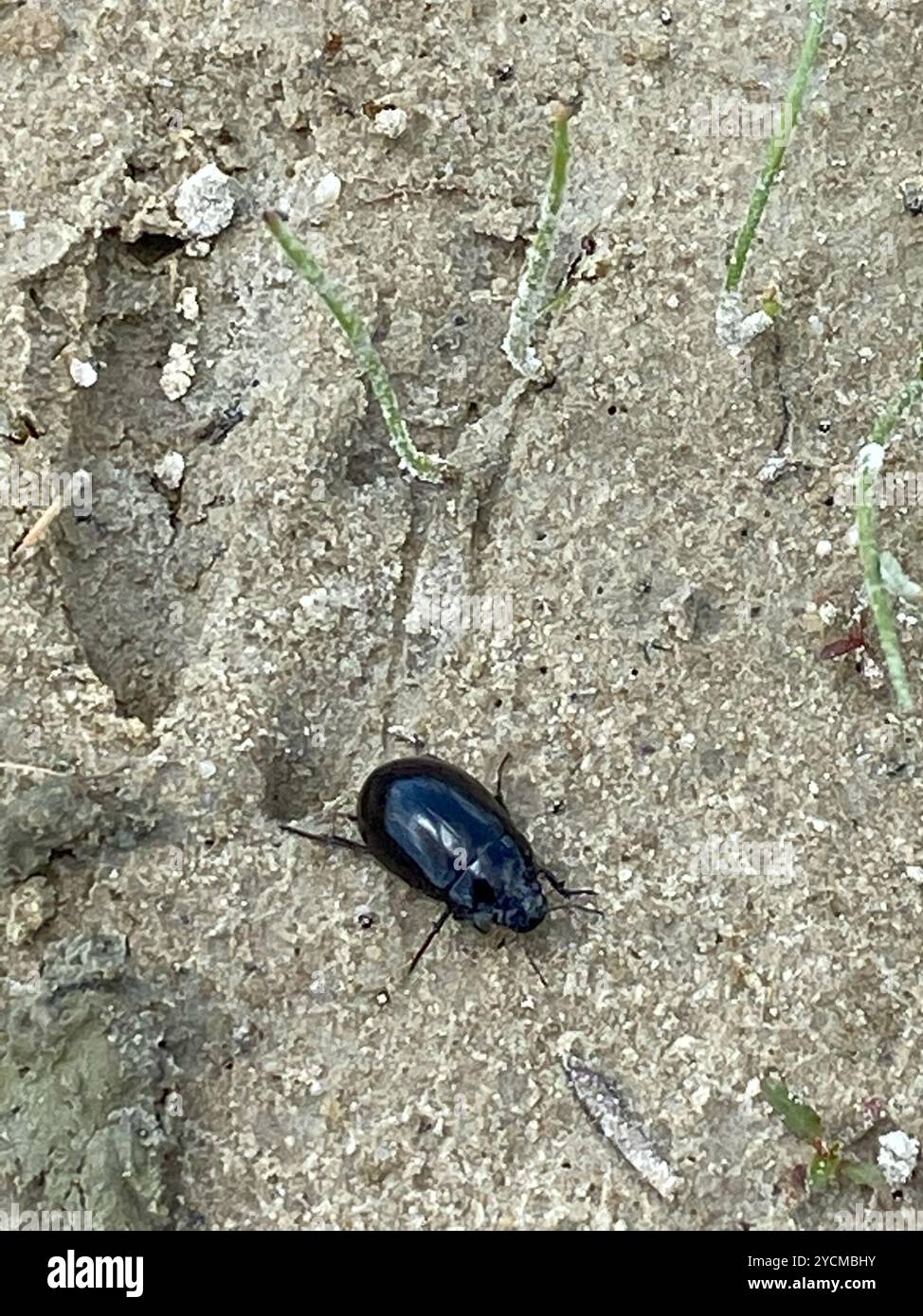 Lesser Silver Water Beetle (Hydrochara caraboides) Insecta Stock Photo ...