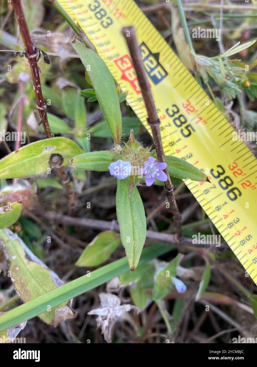 largeflower Mexican clover (Richardia grandiflora) Plantae Stock Photo ...