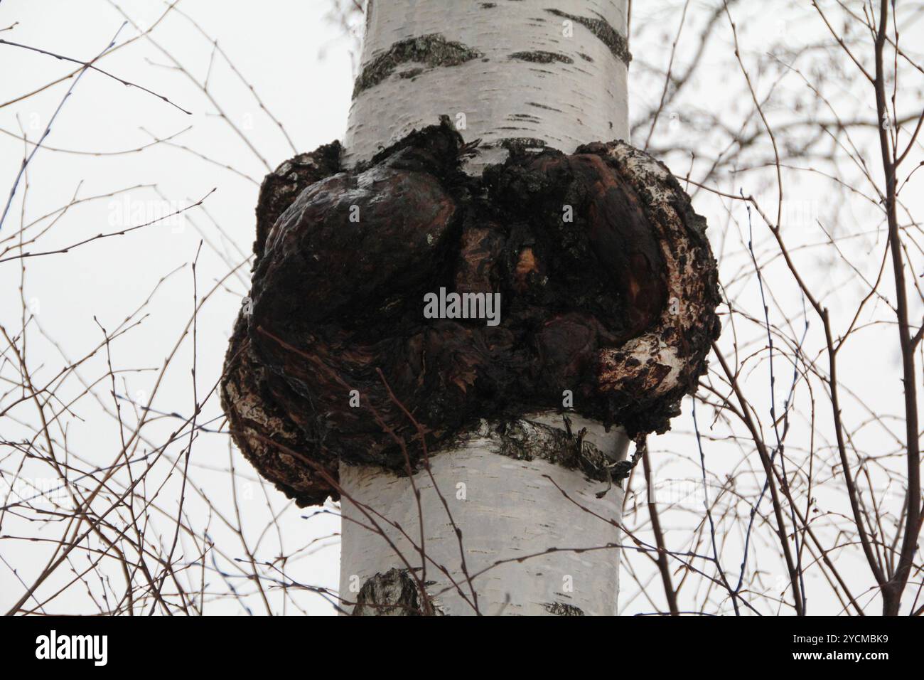 bacterial crown gall (Agrobacterium radiobacter Stock Photo - Alamy