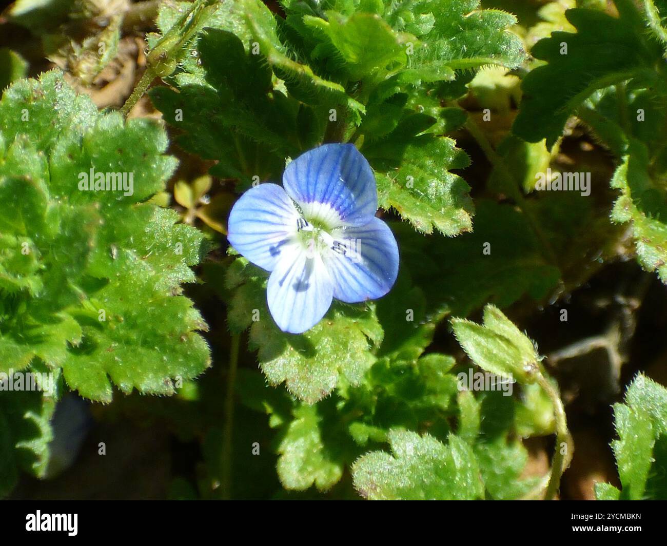 bird's-eye speedwell (Veronica persica) Plantae Stock Photo - Alamy