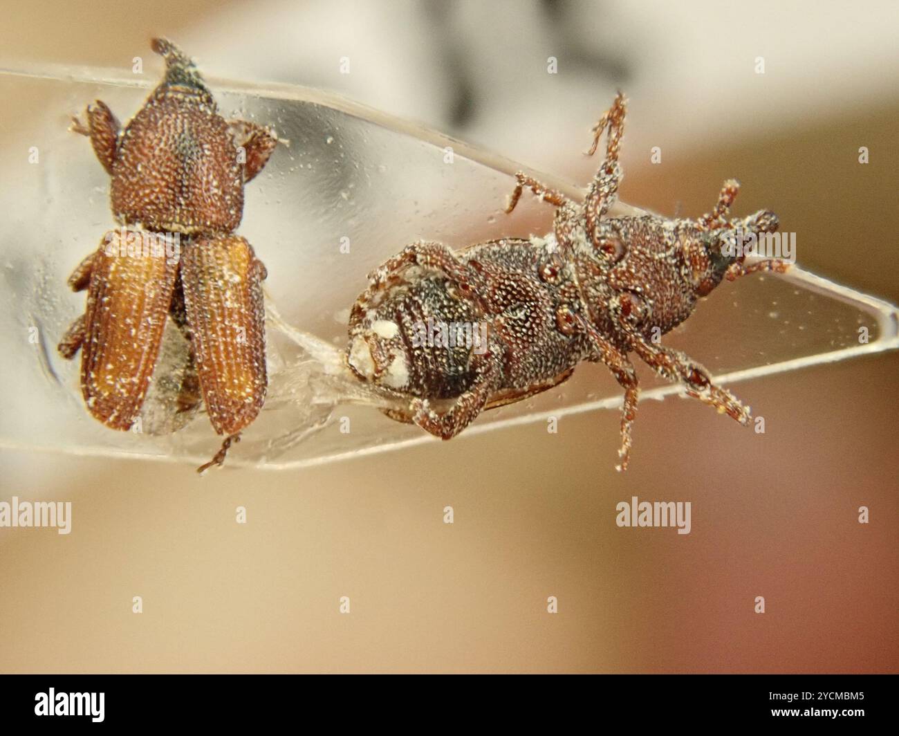 Grain Weevils (Sitophilus) Insecta Stock Photo - Alamy