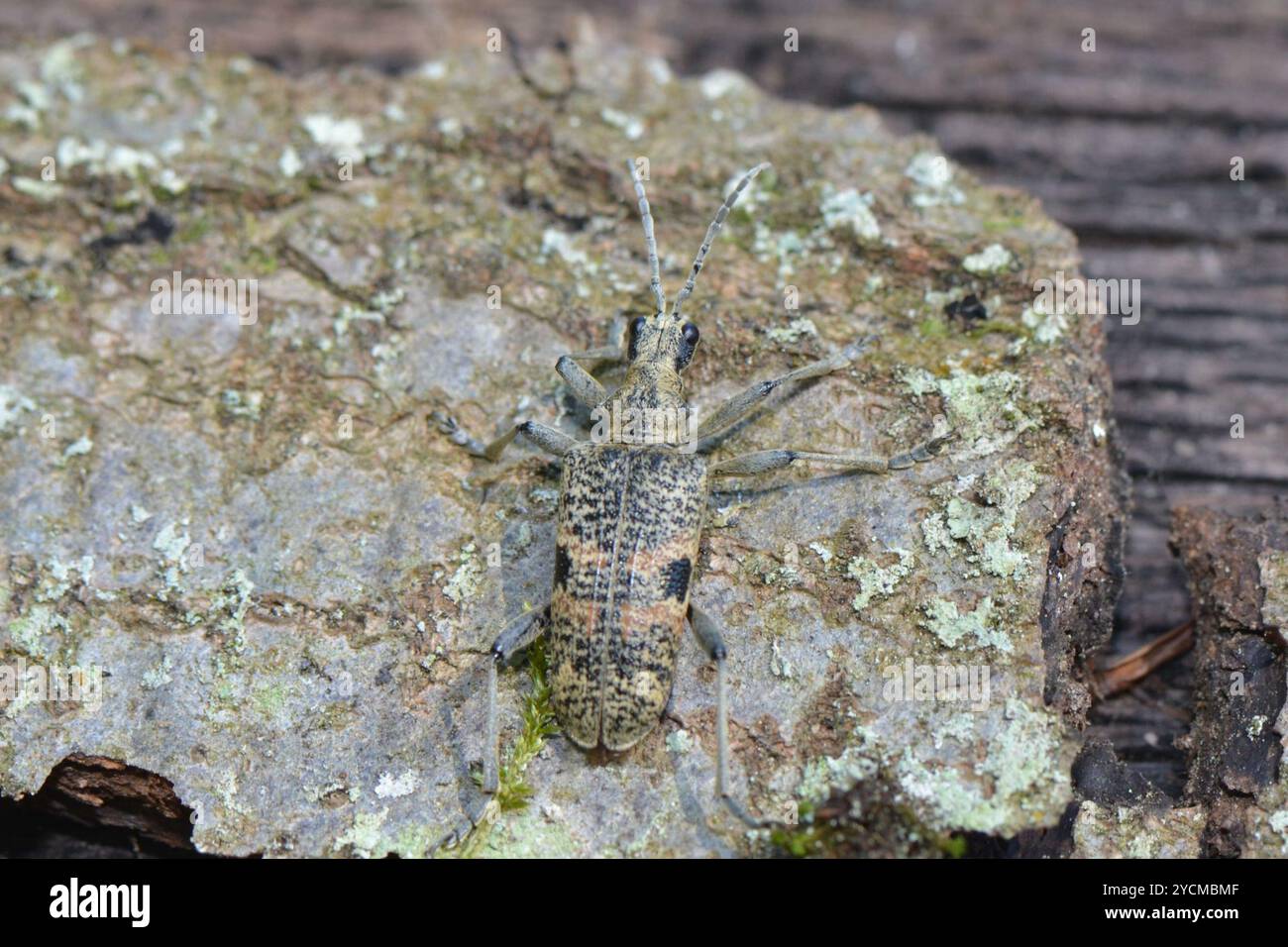 Blackspotted Longhorn Beetle (Rhagium mordax) Insecta Stock Photo - Alamy