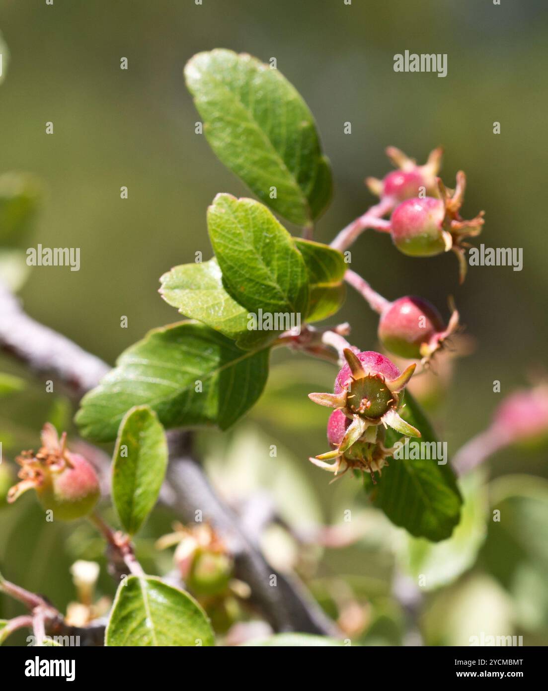 Utah Serviceberry (Amelanchier utahensis) Plantae Stock Photo - Alamy