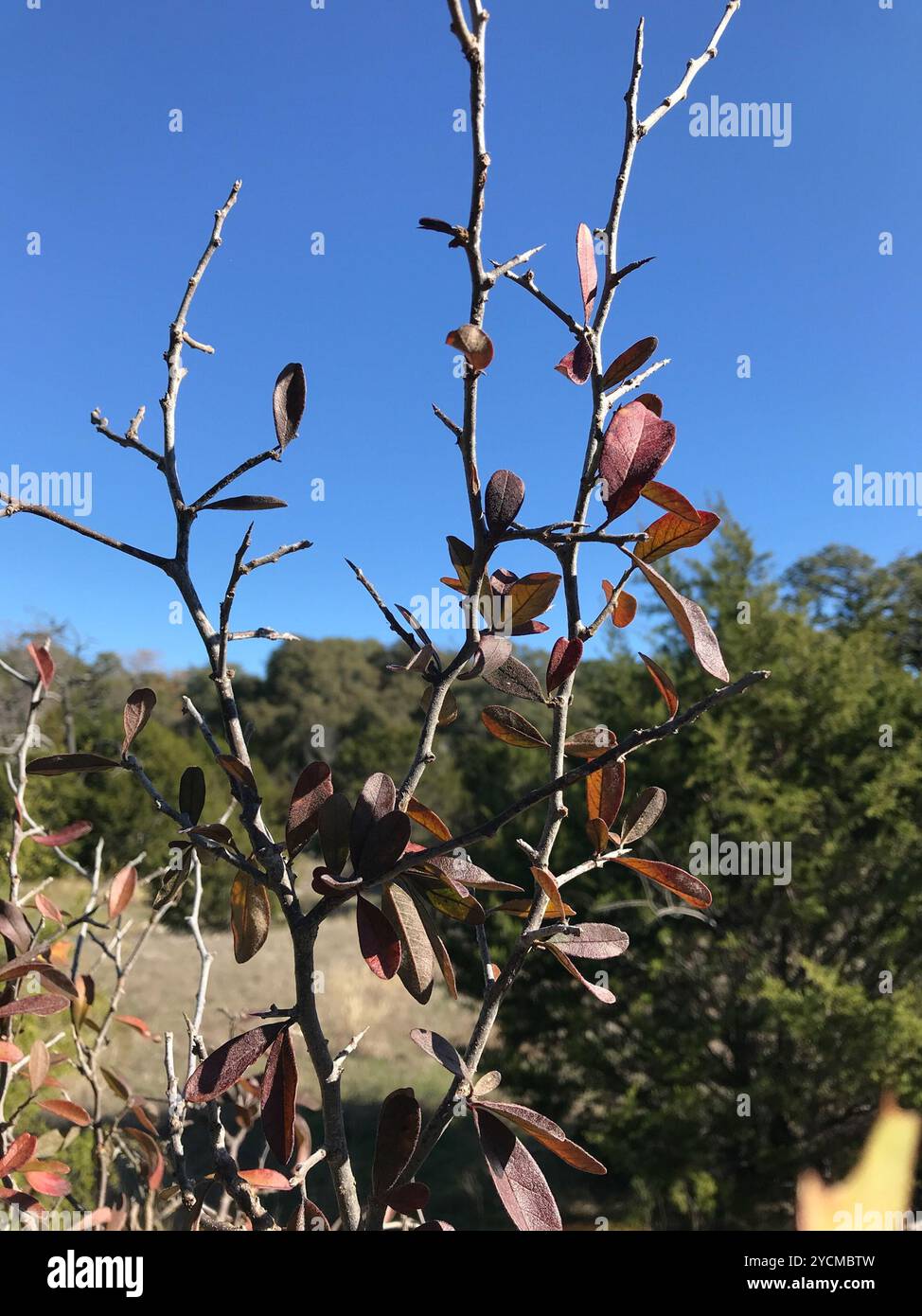 Gum bumelia (Sideroxylon lanuginosum) Plantae Stock Photo - Alamy