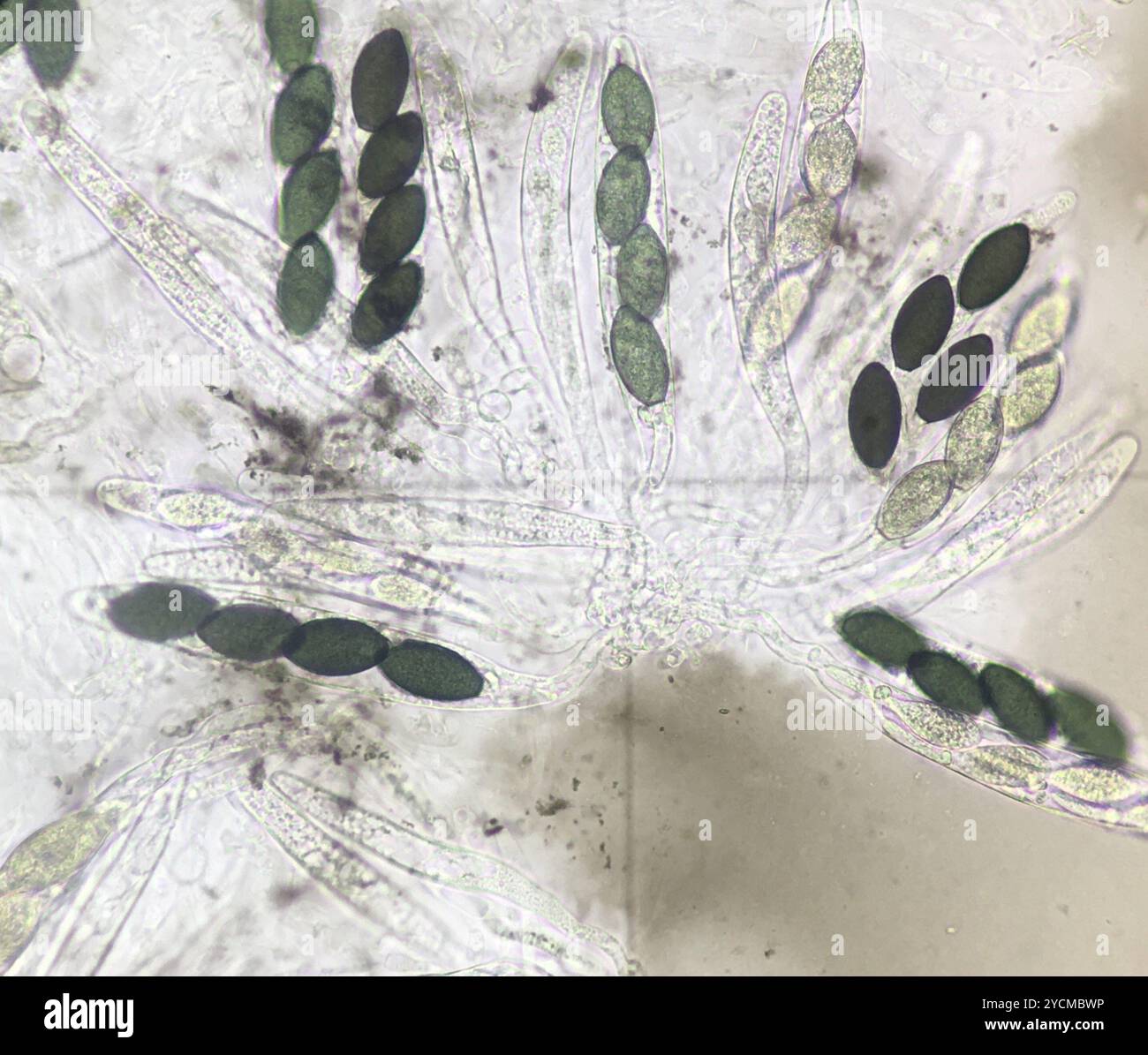 (Podospora anserina) Fungi Stock Photo - Alamy