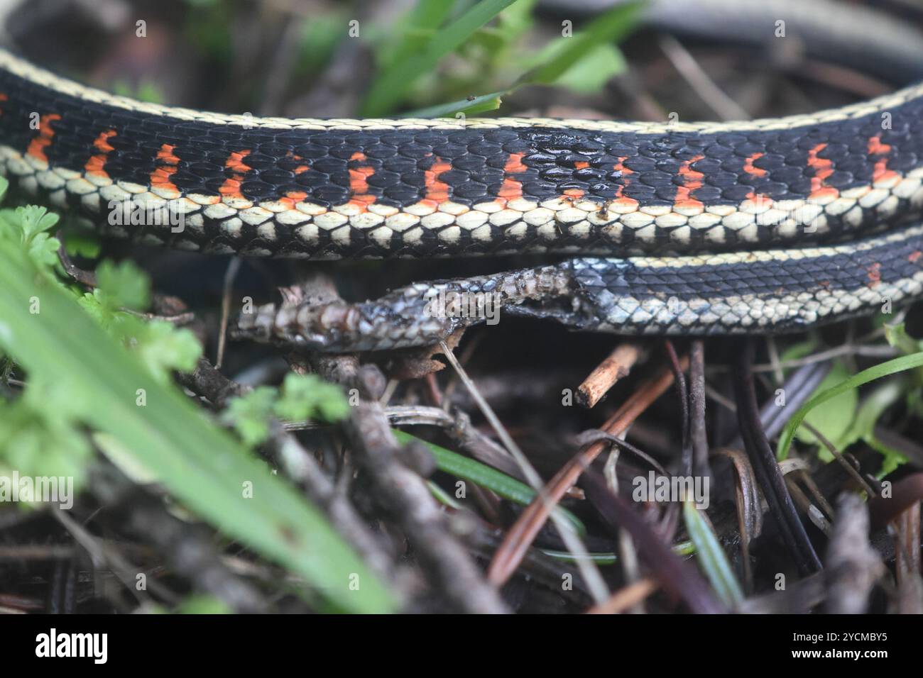 Puget Sound Garter Snake (Thamnophis sirtalis pickeringii) Reptilia ...