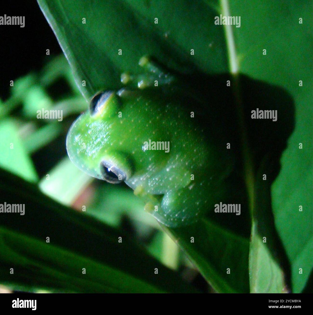 Chiriquí Glass Frog (Teratohyla pulverata) Amphibia Stock Photo - Alamy