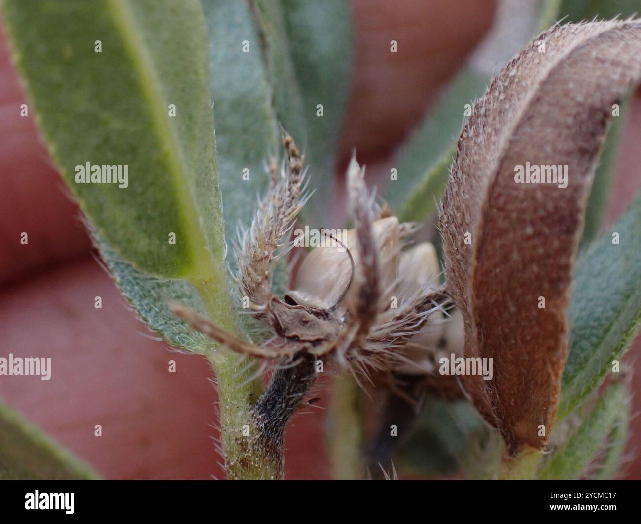 stoneseeds, puccoons, and gromwells (Lithospermum) Plantae Stock Photo ...