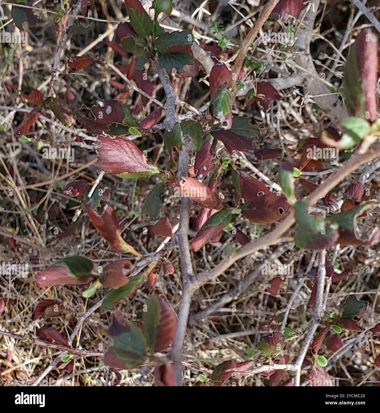 Birchleaf Mountain Mahogany (Cercocarpus betuloides) Plantae Stock ...