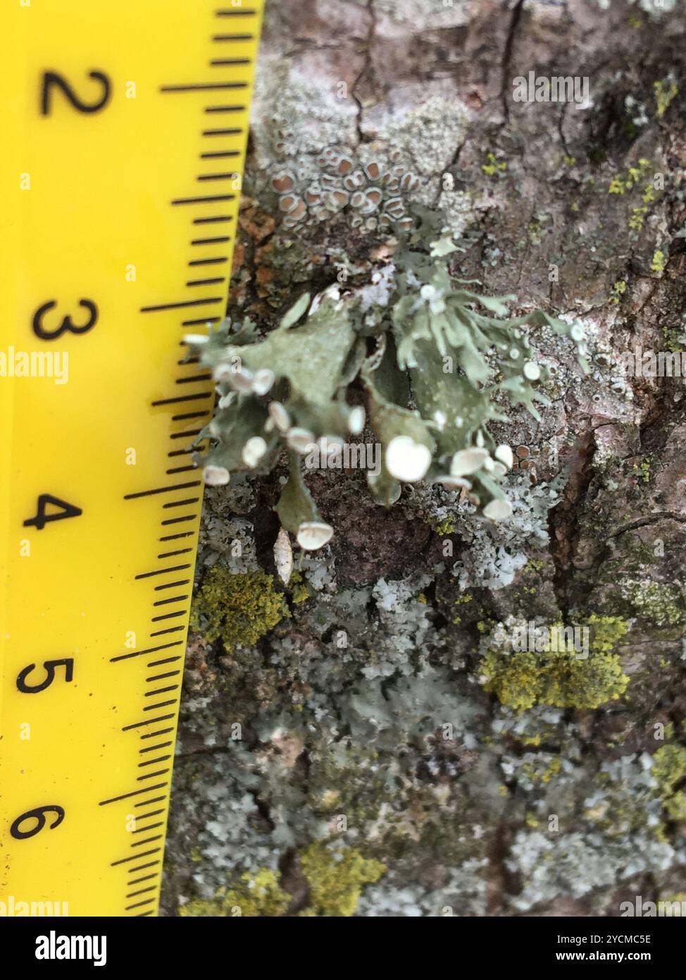 Ramalina americana hi-res stock photography and images - Alamy