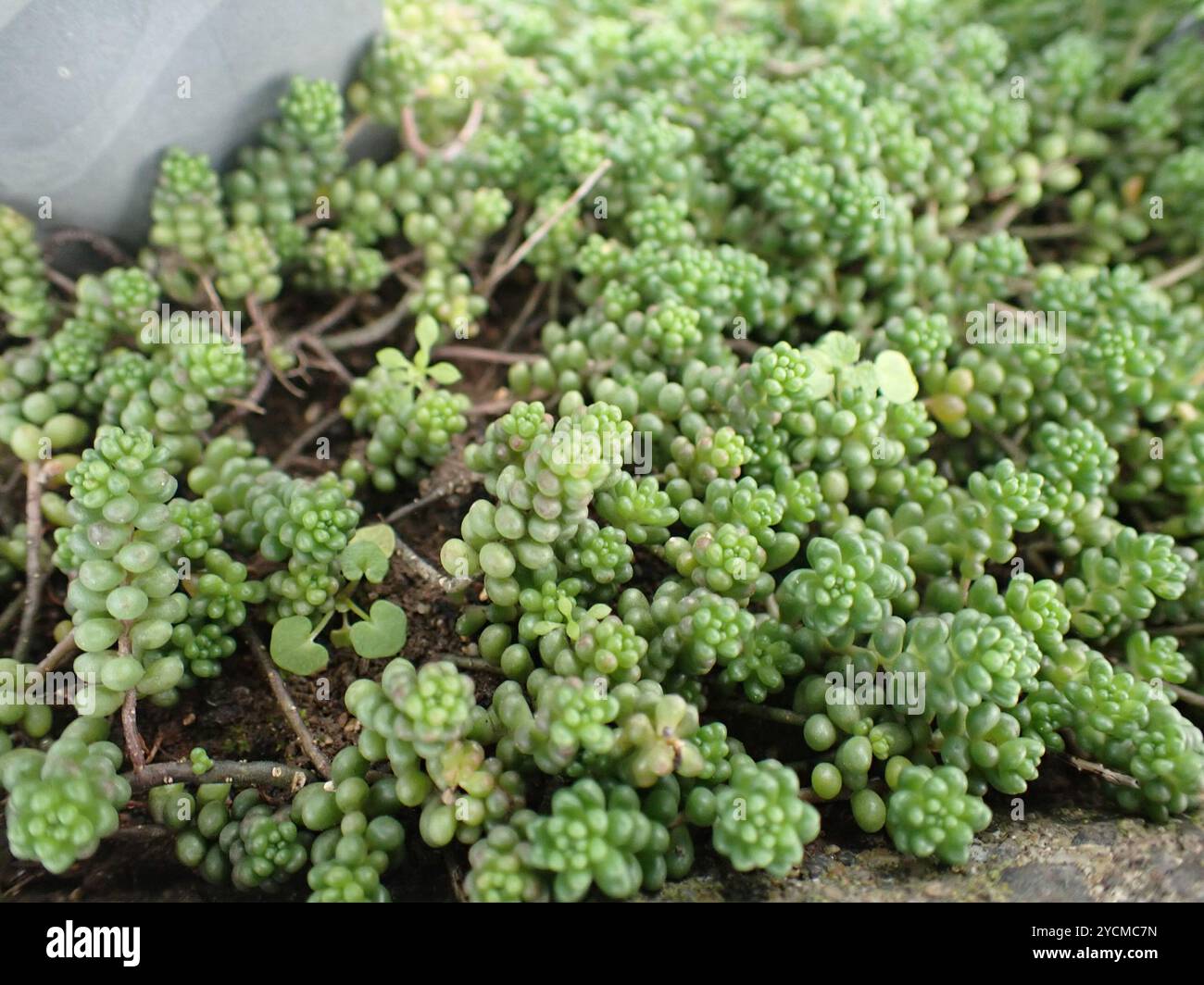 white stonecrop (Sedum album) Plantae Stock Photo - Alamy