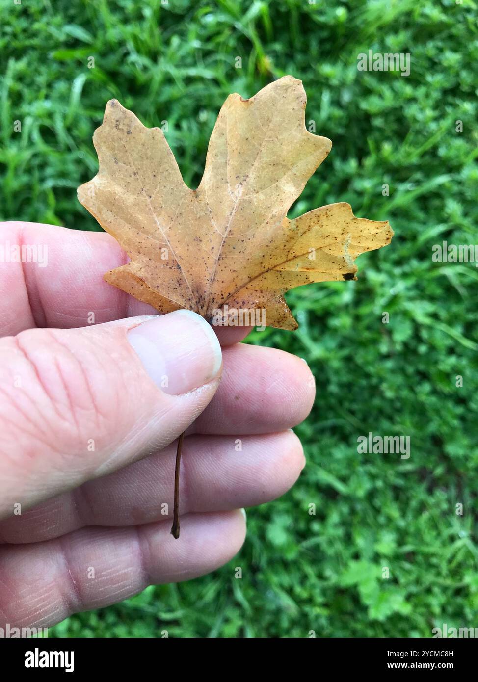 bigtooth maple (Acer grandidentatum) Plantae Stock Photo - Alamy