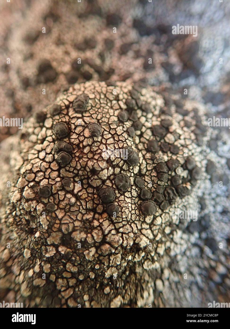 Lecidea fuscoatra hi-res stock photography and images - Alamy