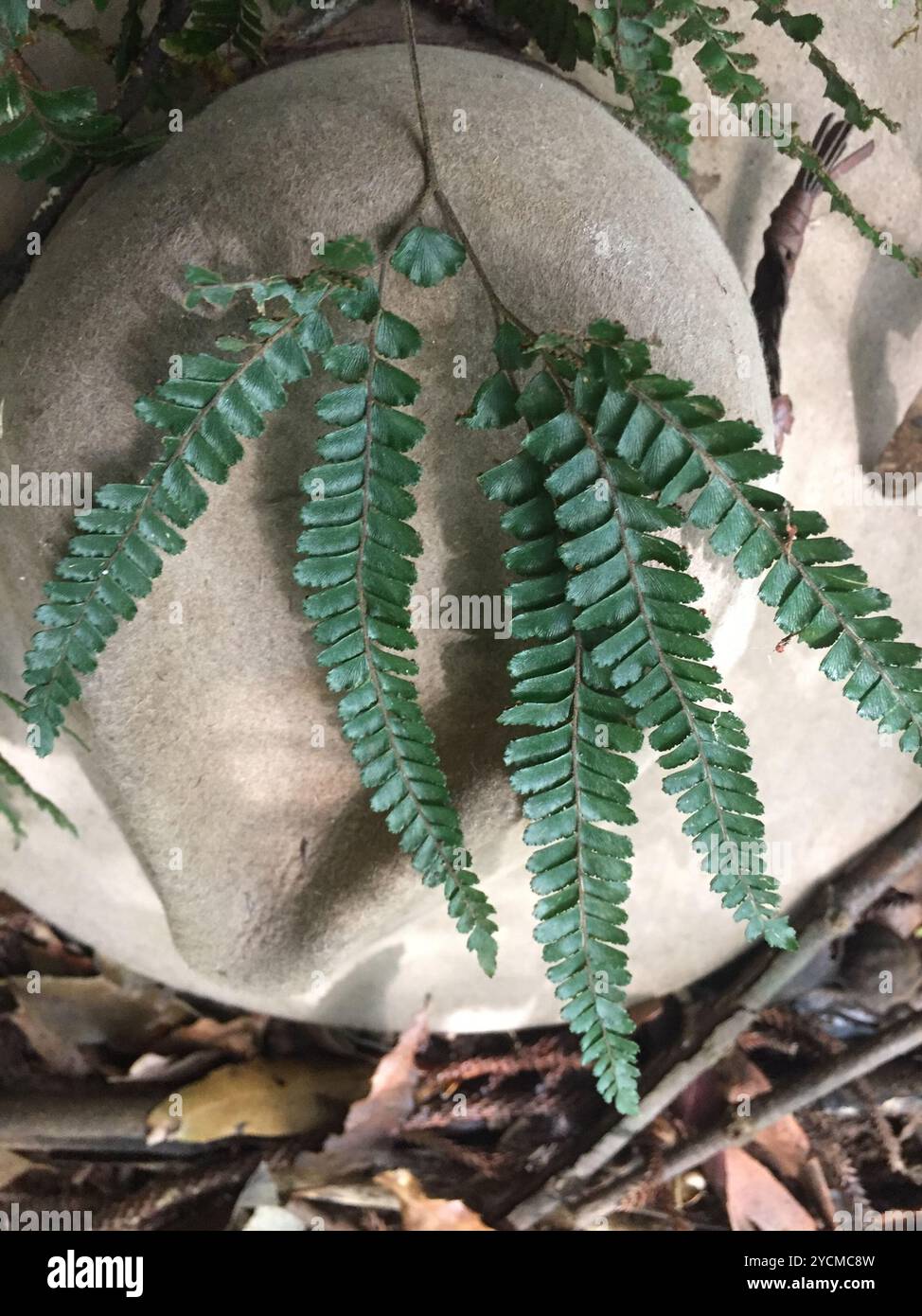 Rough Maidenhair Fern (Adiantum hispidulum) Plantae Stock Photo - Alamy