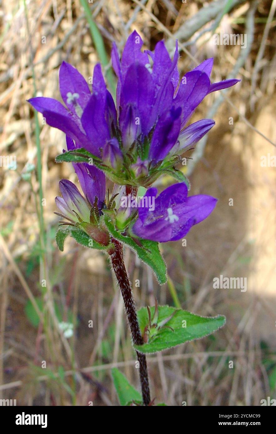 clustered bellflower (Campanula glomerata) Plantae Stock Photo - Alamy