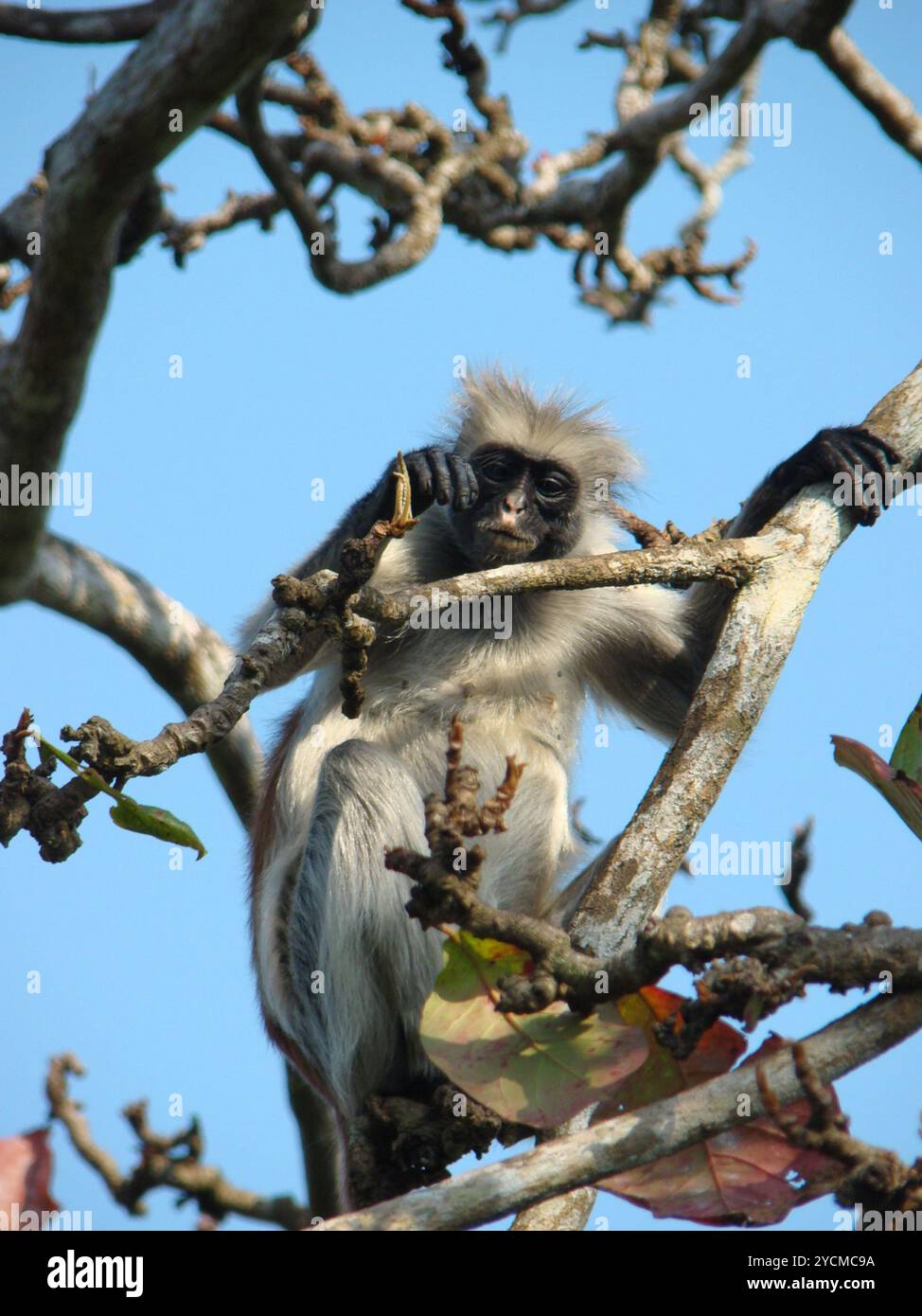 Zanzibar Red Colobus Monkey (Piliocolobus kirkii) Mammalia Stock Photo ...