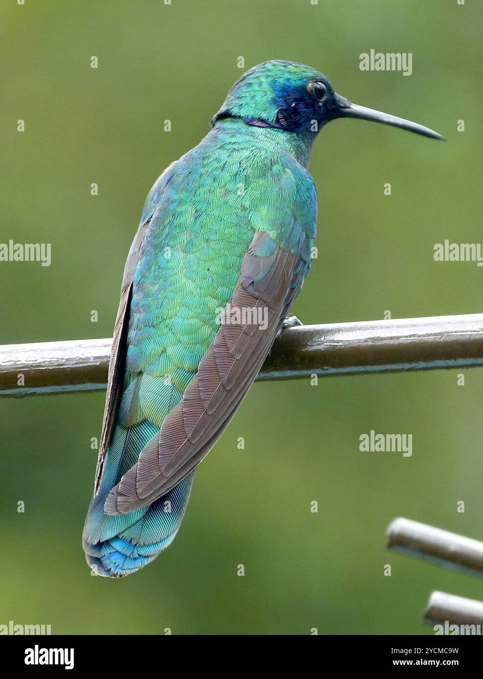 Sparkling Violetear (Colibri coruscans) Aves Stock Photo - Alamy
